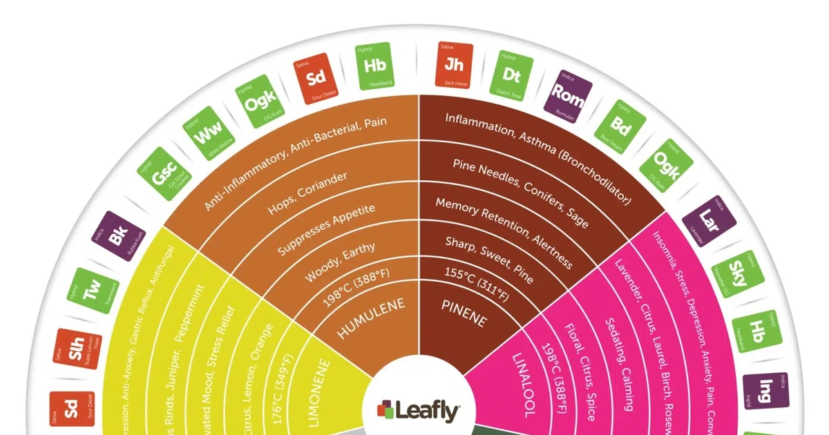 How To Interpret A Terpene Chart To Enhance Your Cannabis Experience